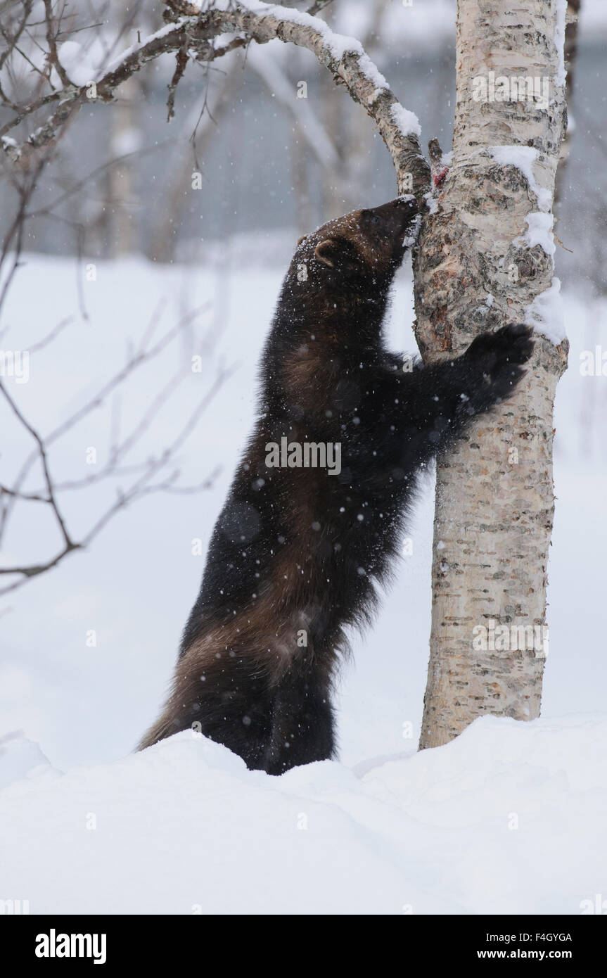 Wolverine in snow, Norway Stock Photo - Alamy