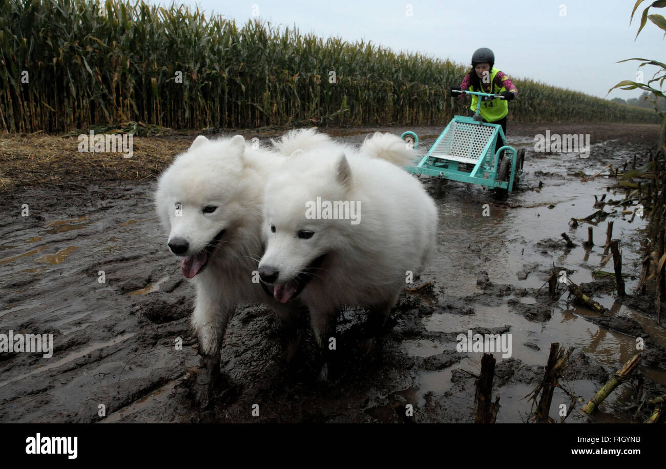 Stroehen dog sled hi-res stock photography and images - Alamy