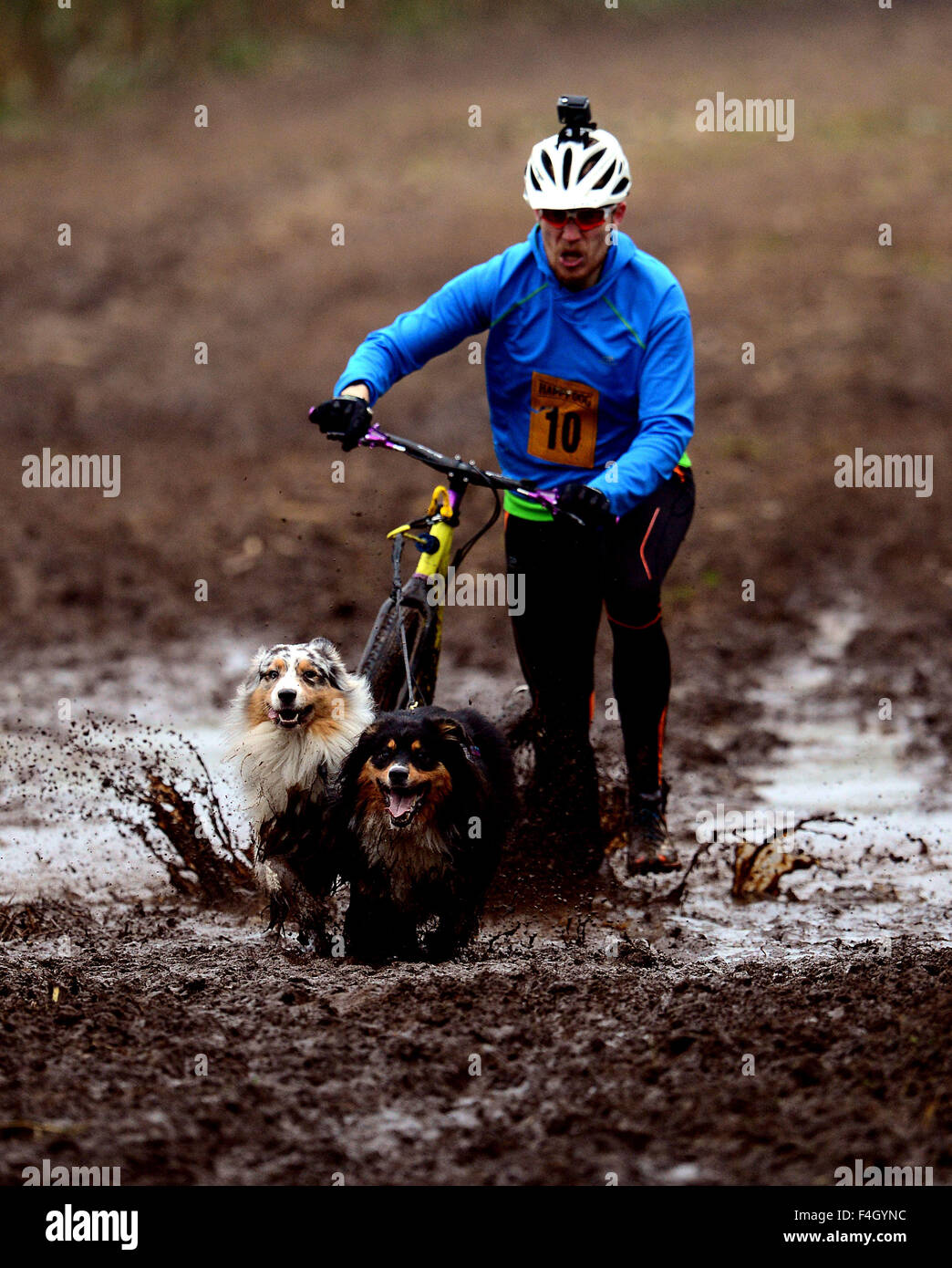 Stroehen dog sled hi-res stock photography and images - Alamy