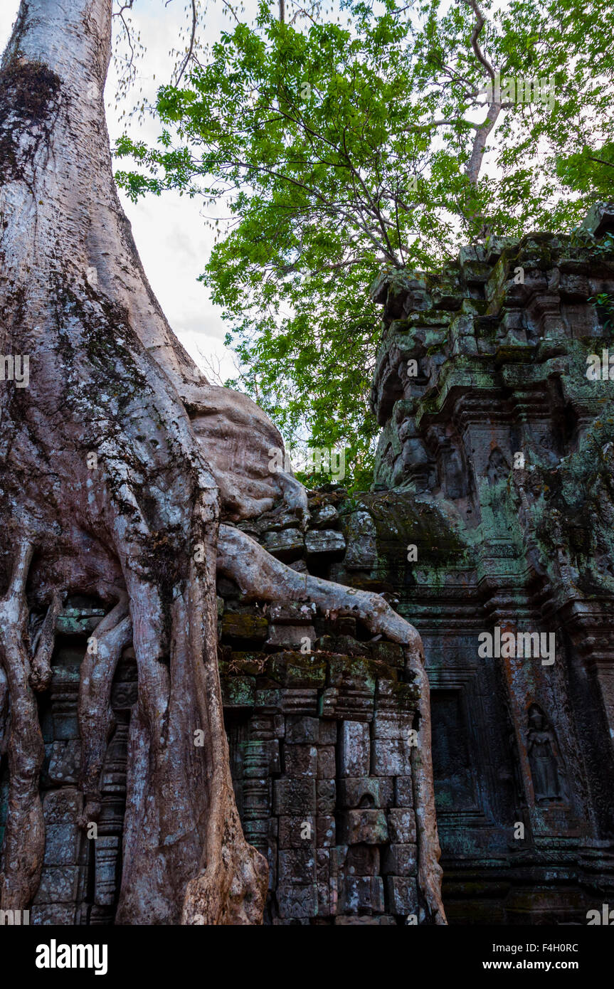 Cambodian tree roots hi-res stock photography and images - Alamy