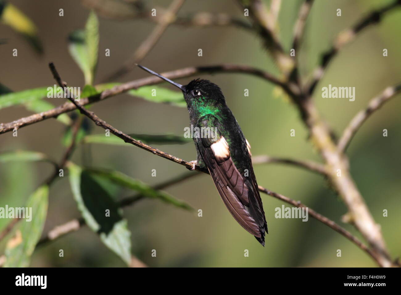 Buff winged star frontlet hi-res stock photography and images - Alamy