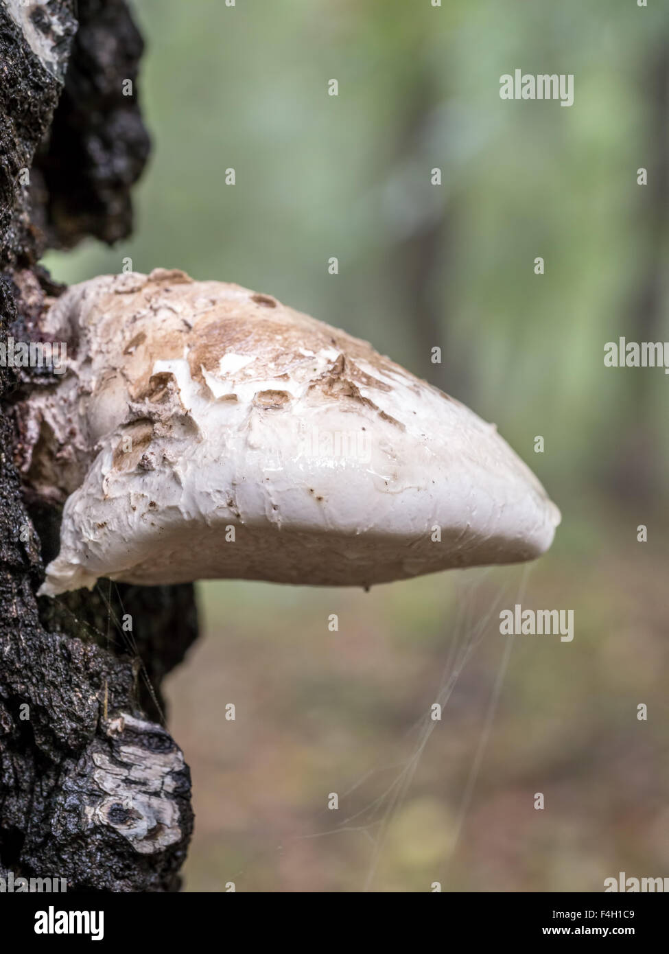 Polypore fungi hi-res stock photography and images - Alamy