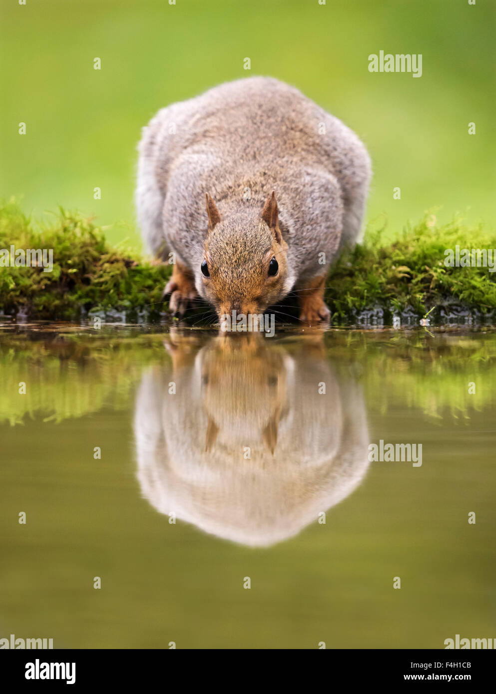 Rat drinking from pond portrait format hi-res stock photography and ...