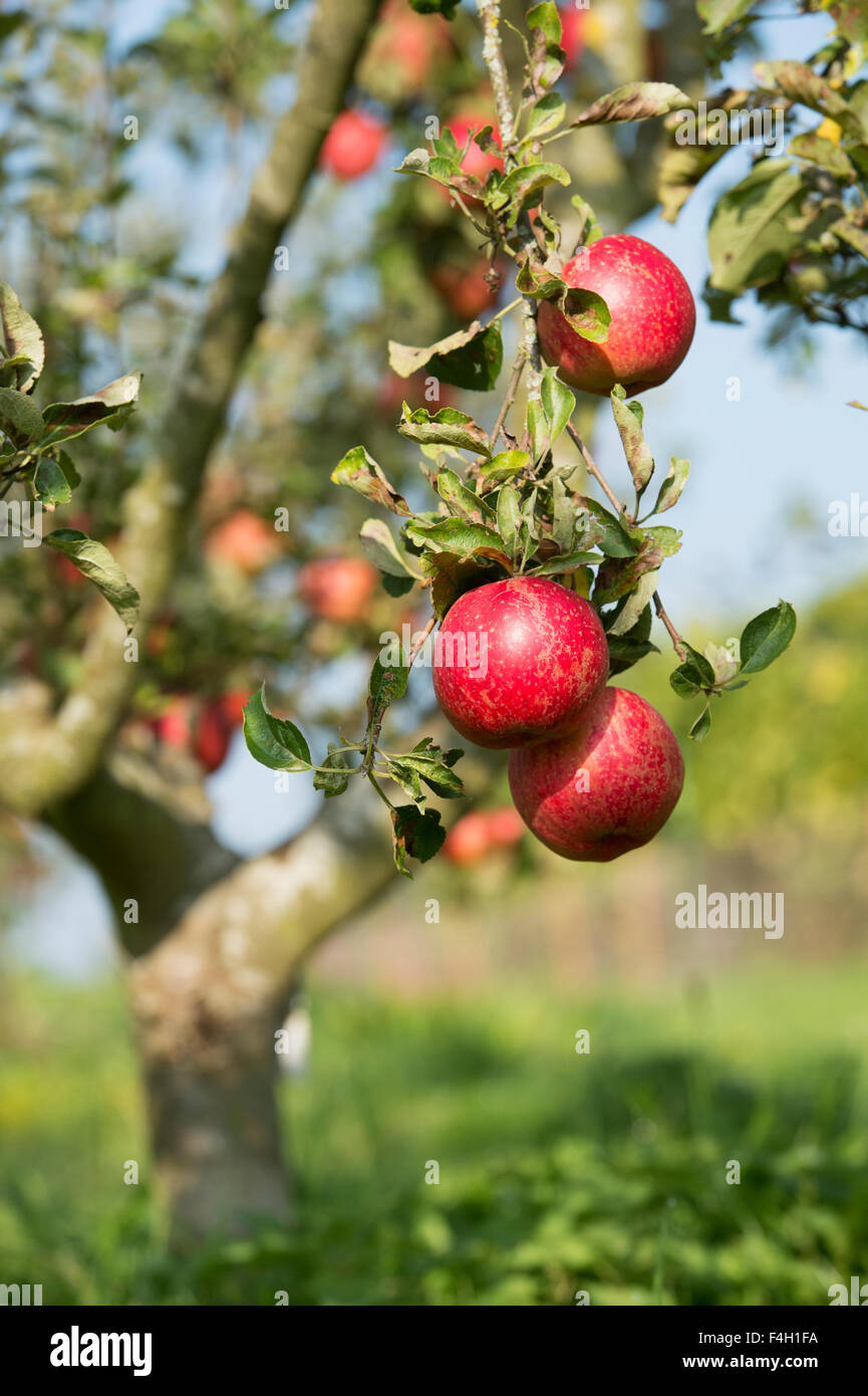 Cornish aromatic apple tree hi-res stock photography and images - Alamy