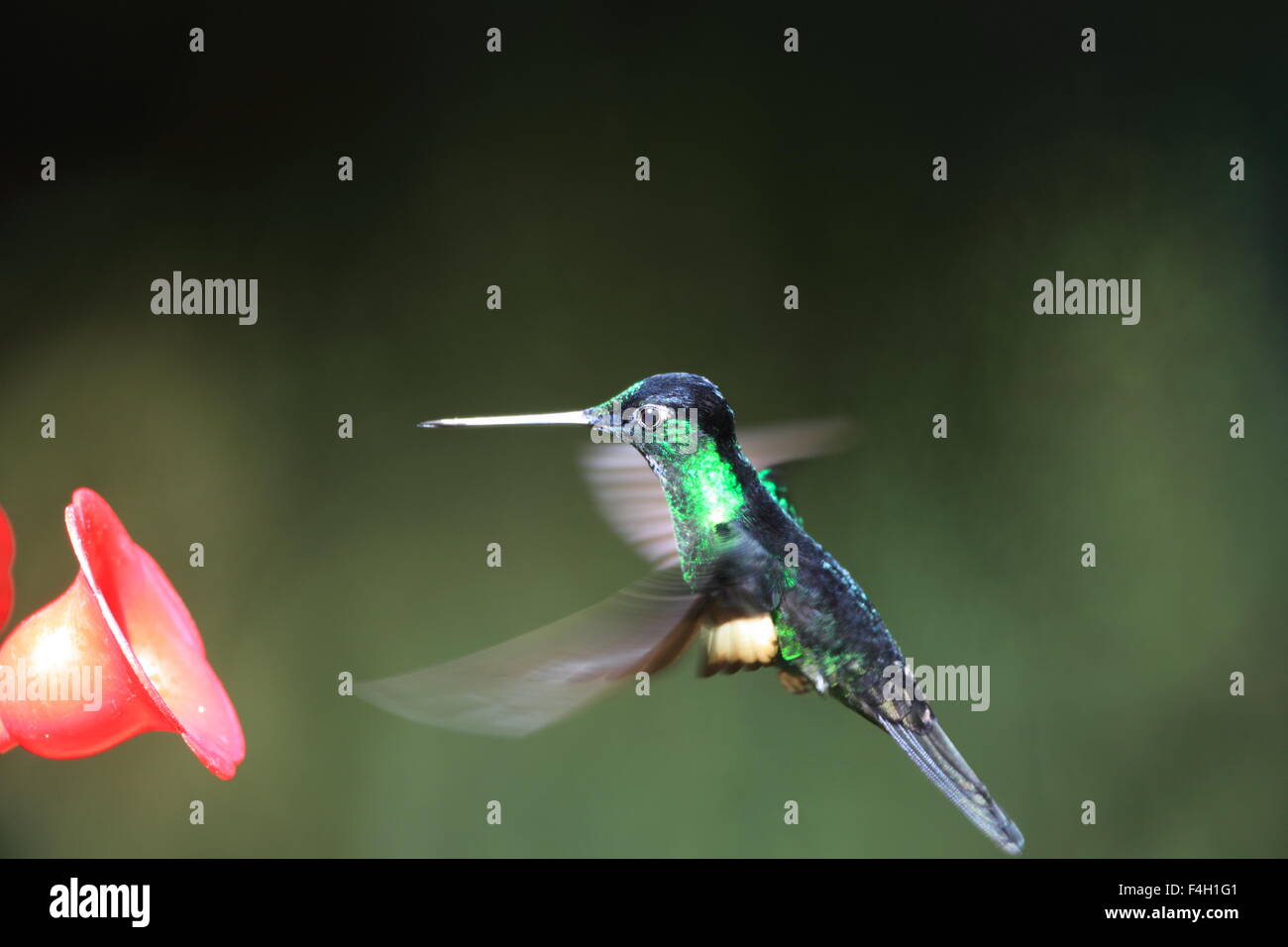 Buff winged star frontlet hi-res stock photography and images - Alamy