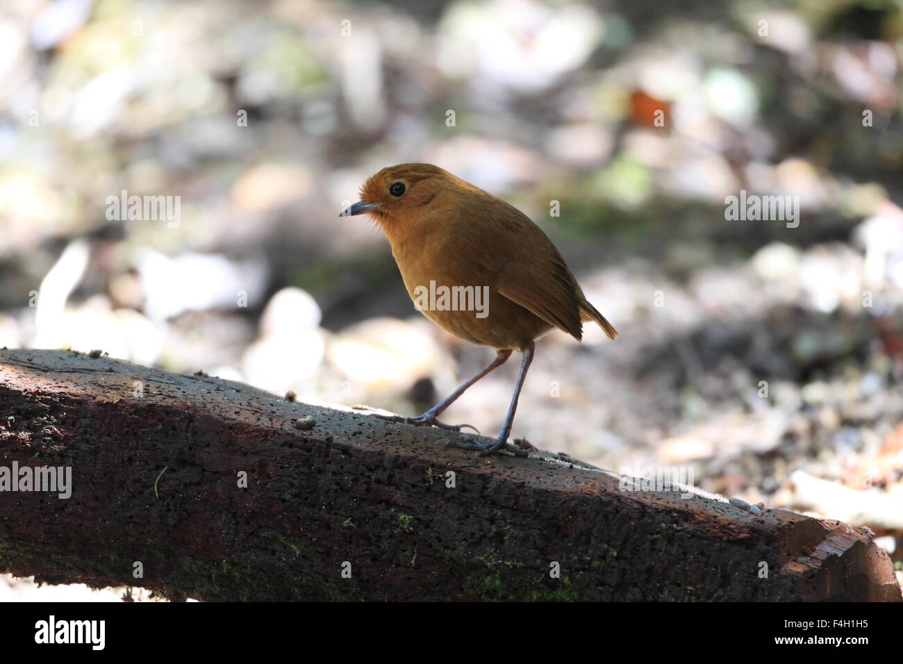 Rufous Antpitta (Grallaria rufula) in Ecuador Stock Photo - Alamy