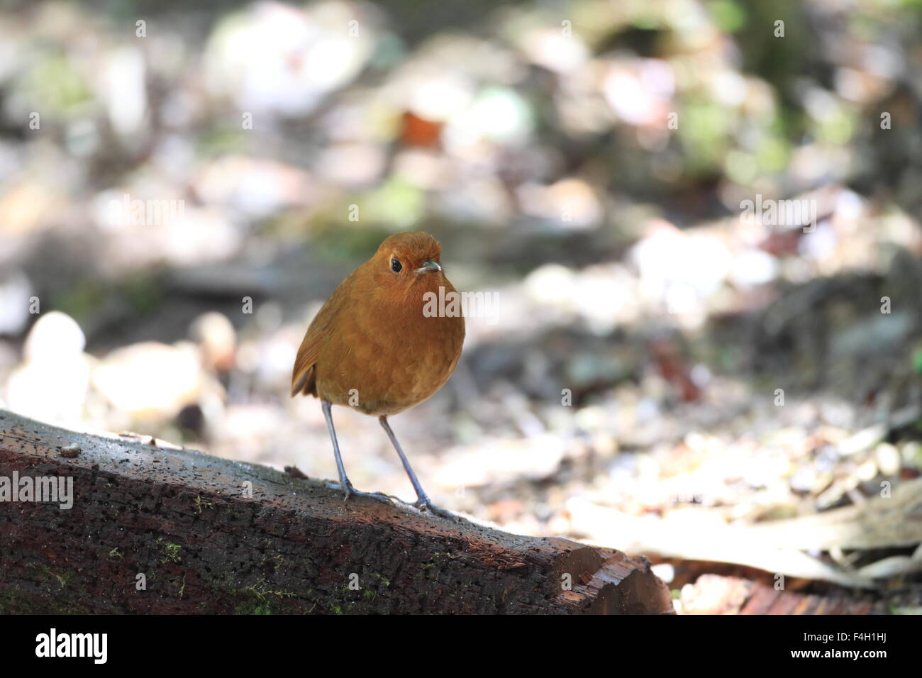 Rufous Antpitta (Grallaria rufula) in Ecuador Stock Photo - Alamy