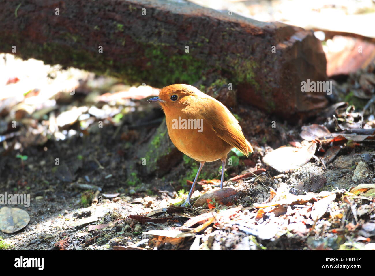 Rufous Antpitta (Grallaria rufula) in Ecuador Stock Photo - Alamy