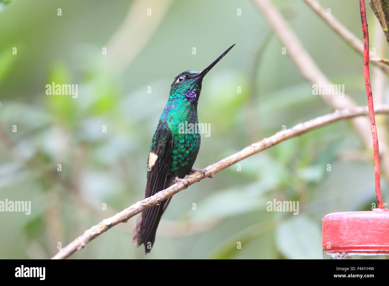 Buff-winged Starfrontlet (Coeligena lutetiae) in Yanacocha Resorve ...