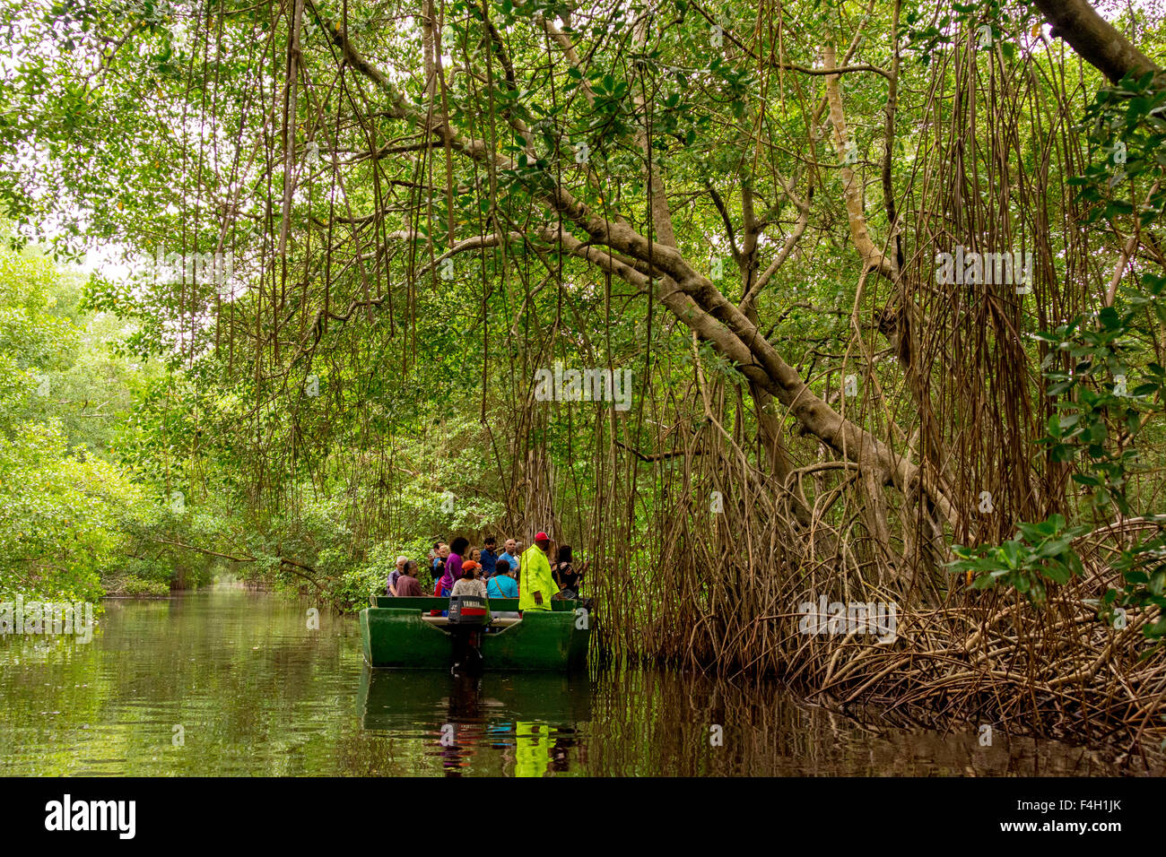 A guided boat tour through the Caroni Swamp Trinidad Stock Photo - Alamy