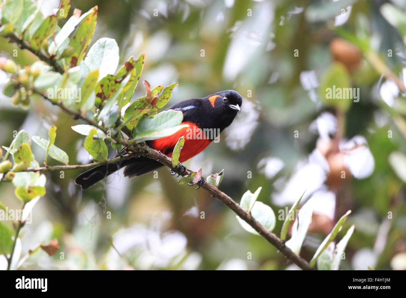 Scarlet-bellied Mountain Tanager (Anisognathus igniventris) in Ecuador ...
