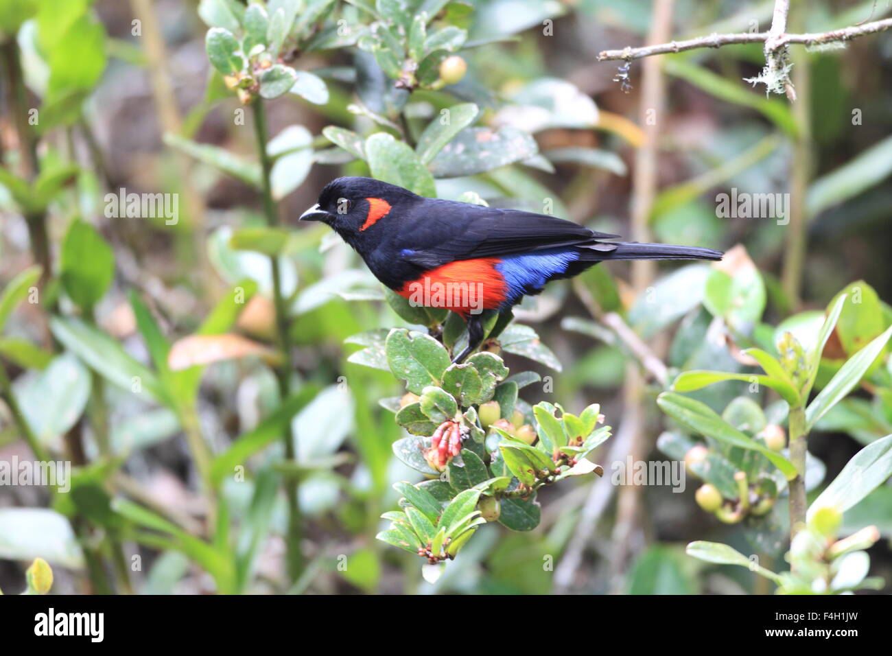 Scarlet-bellied Mountain Tanager (Anisognathus igniventris) in Ecuador ...