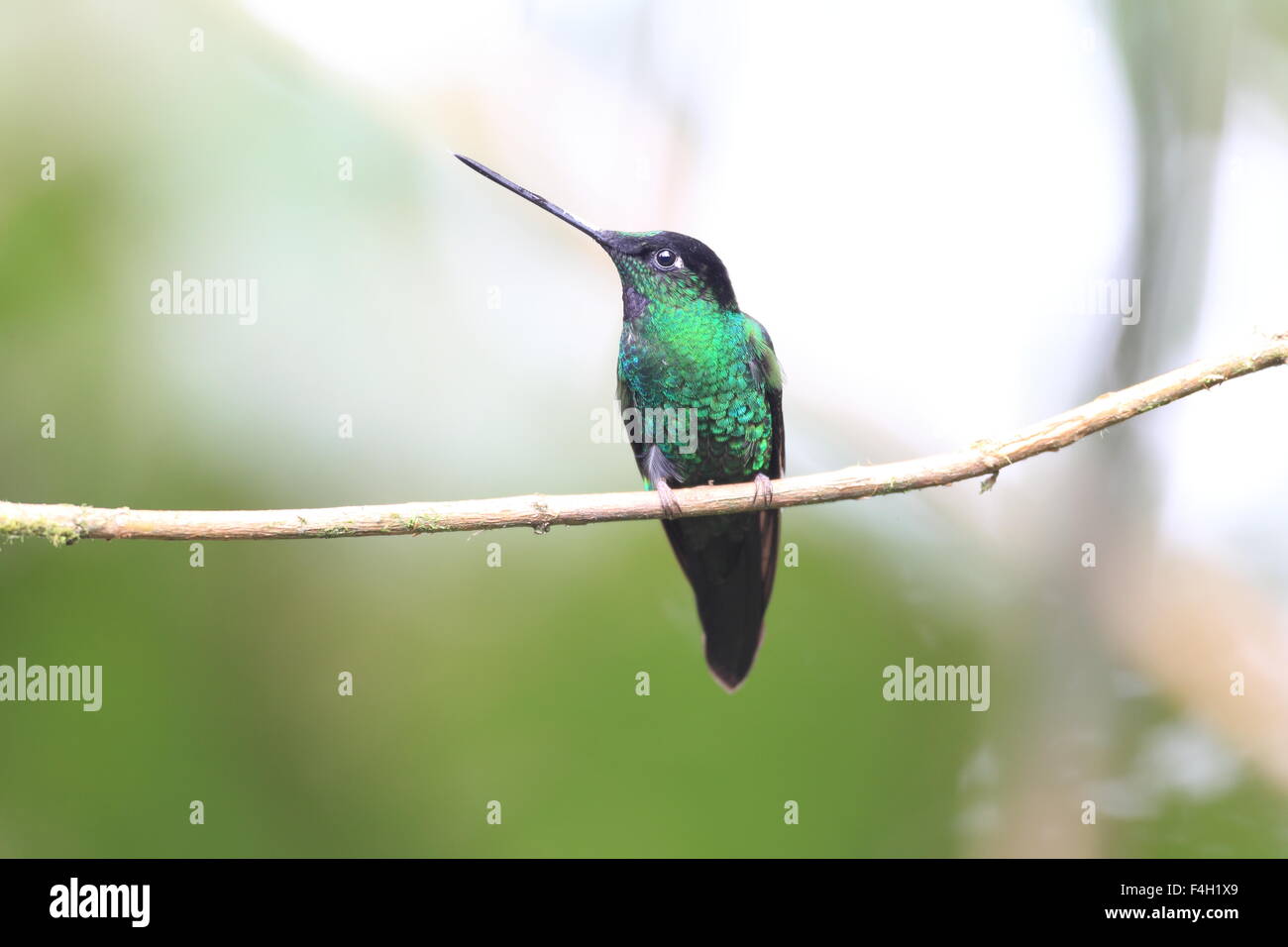 Buff winged star frontlet hi-res stock photography and images - Alamy
