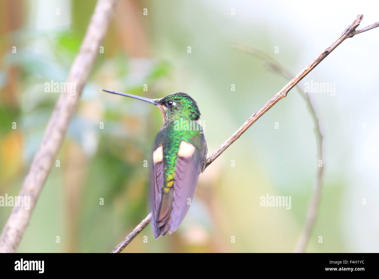 Buff-winged Starfrontlet (Coeligena lutetiae) in Yanacocha Resorve ...