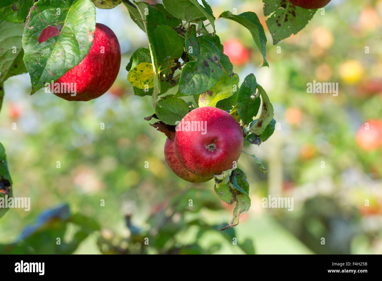 Apple tree malus domestica saturn hi-res stock photography and images ...