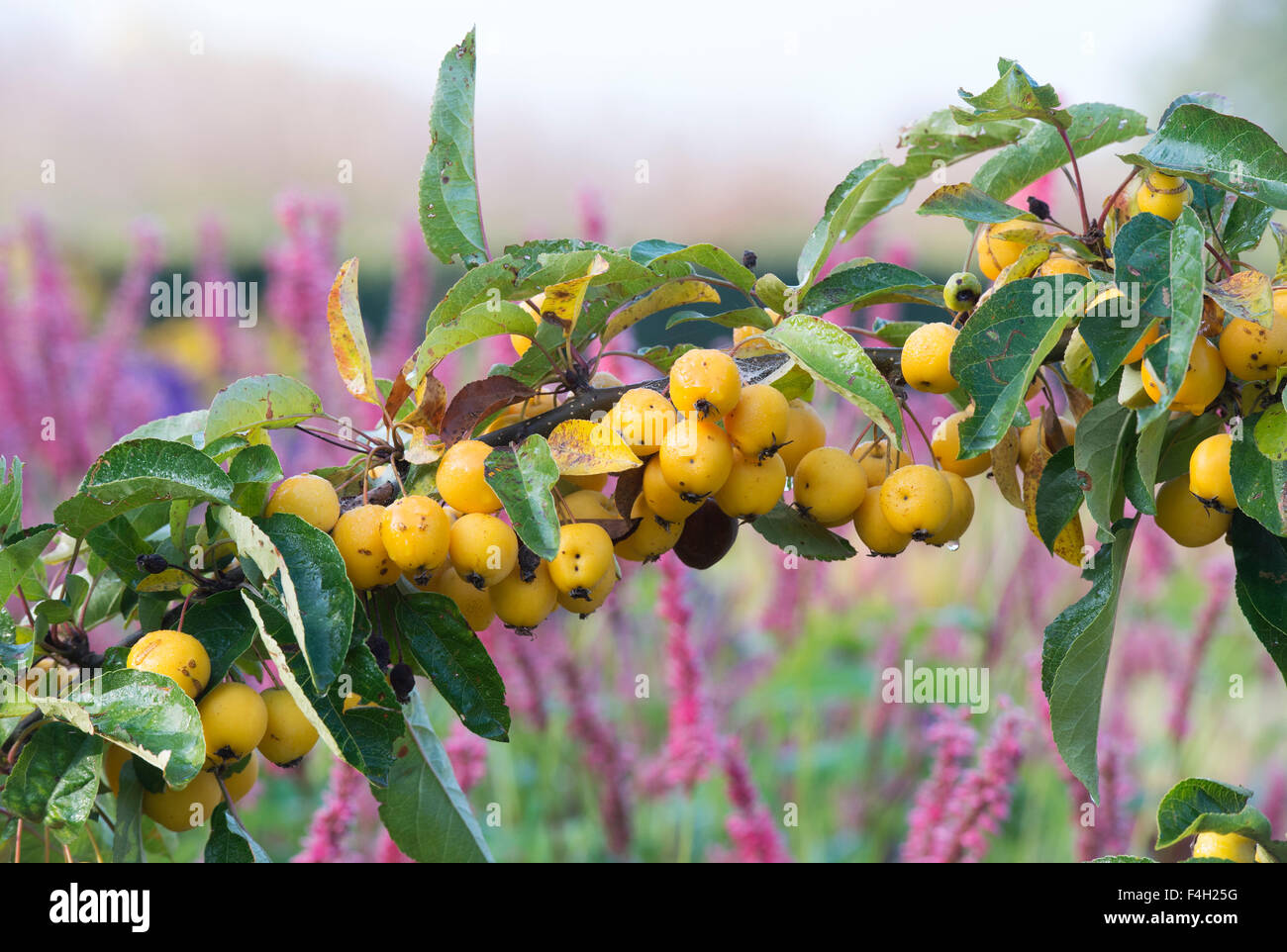 Malus x zumi 'Golden Hornet'. Crab apples on the Tree Stock Photo - Alamy