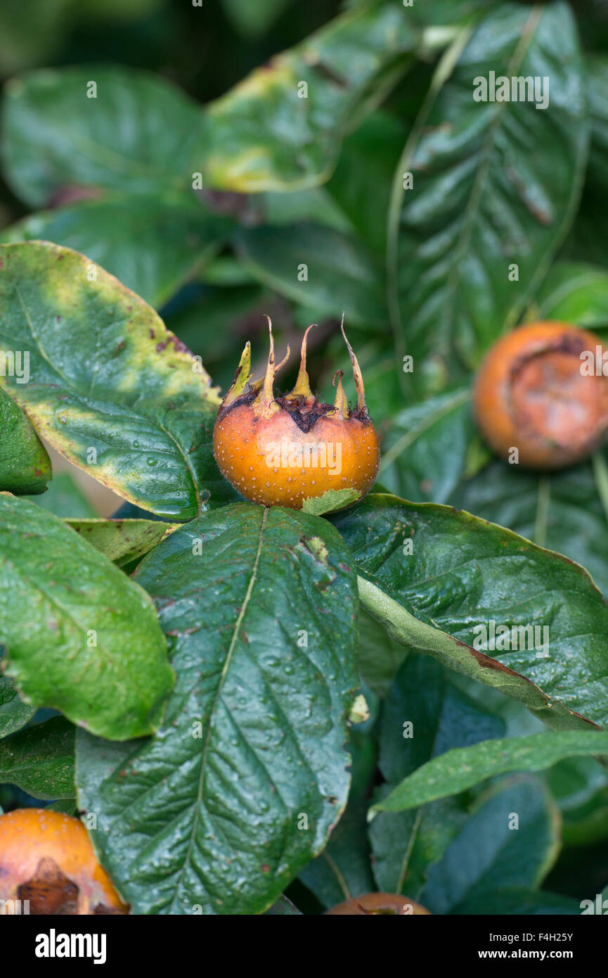 Common medlars mespilus germanica fruits hi-res stock photography and ...