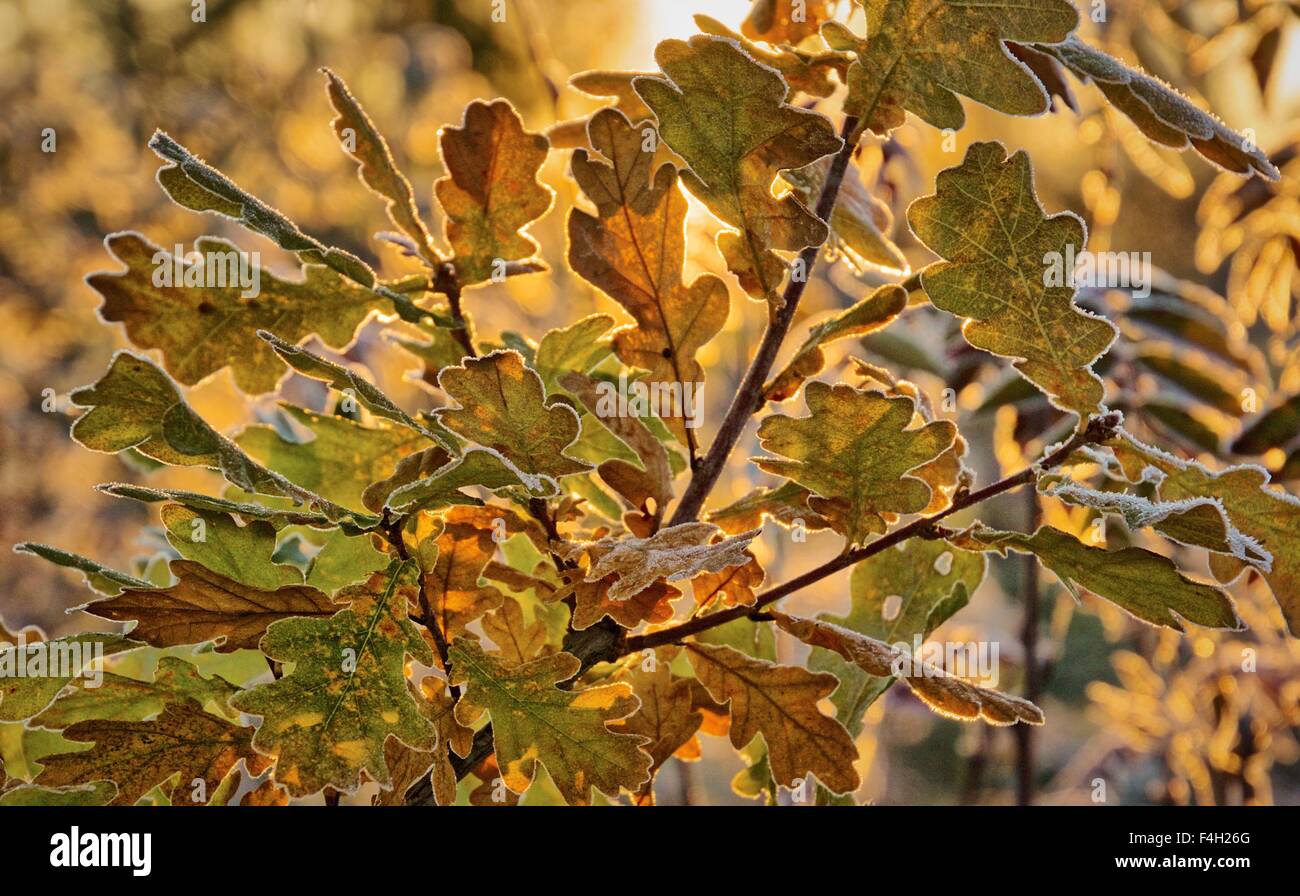 Frozen oak wood close-up image on a cold sunny autumn morning. HDR ...