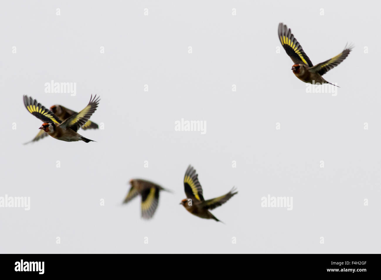 Flock of yellow birds hi-res stock photography and images - Alamy