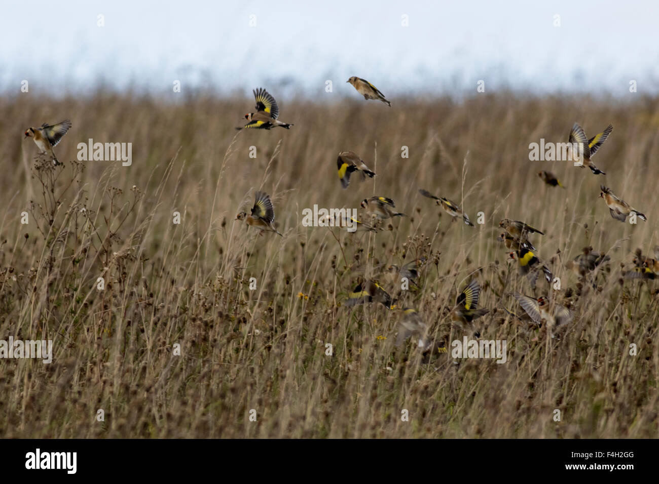 Flock swarm hi-res stock photography and images - Alamy