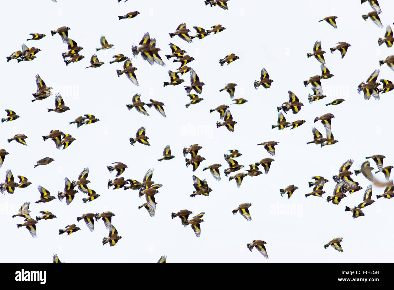 Finch flock hi-res stock photography and images - Alamy