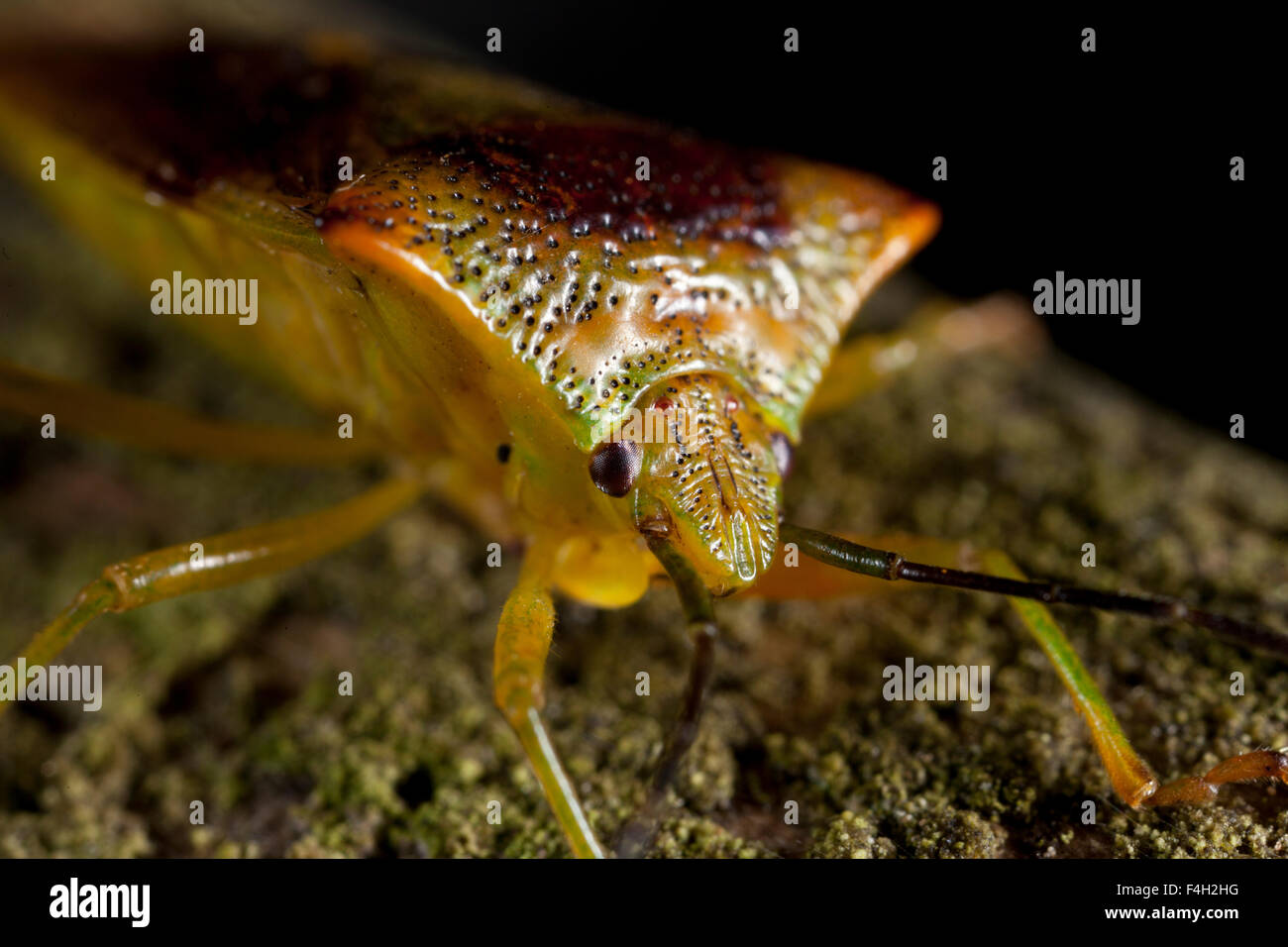 Close up of a leather beetle Stock Photo - Alamy