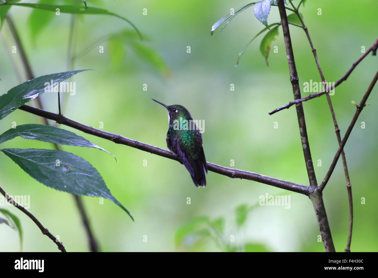 Glowing puffleg hummingbird hi-res stock photography and images - Alamy