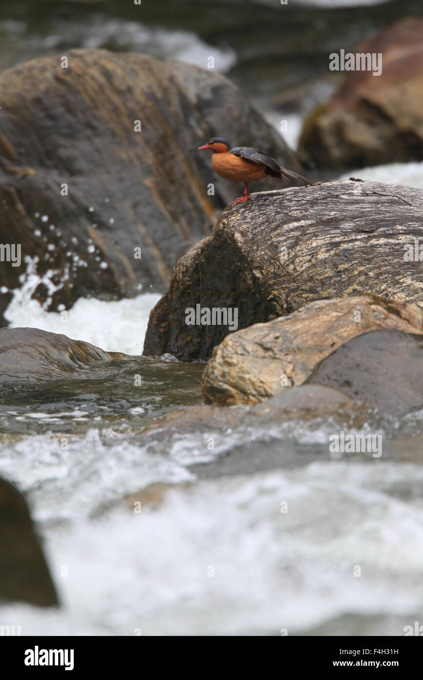 Torrent duck merganetta armata hi-res stock photography and images - Alamy