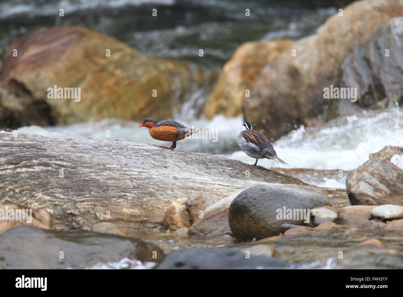 Torrent duck merganetta armata hi-res stock photography and images - Alamy