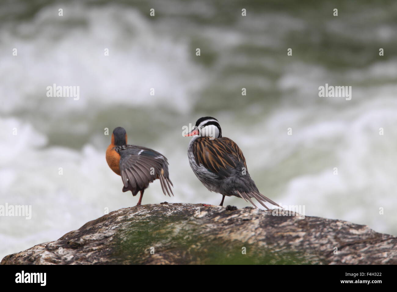 Torrent Duck (Merganetta armata) in Ecuador Stock Photo - Alamy