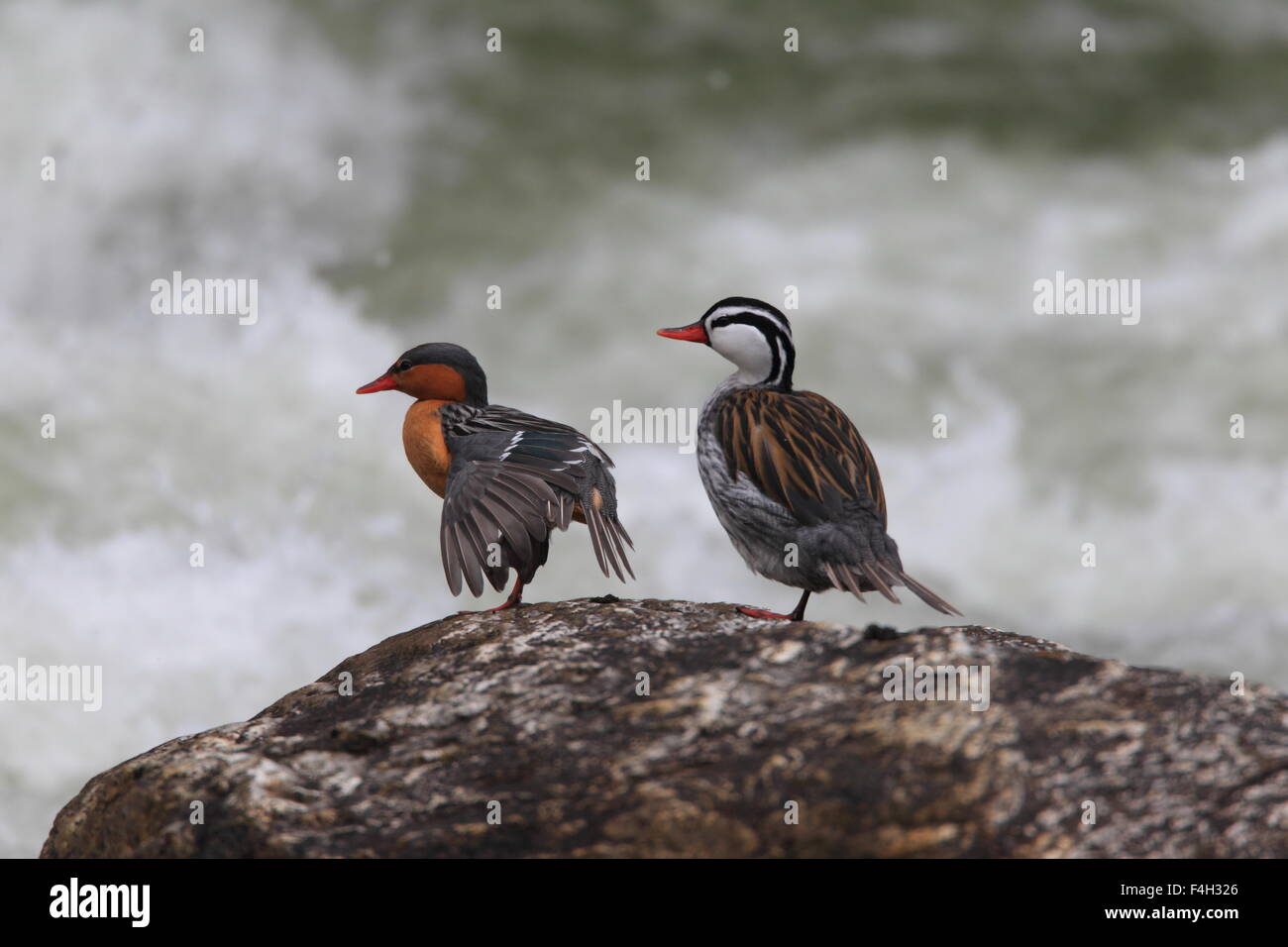 Torrent duck merganetta armata hi-res stock photography and images - Alamy