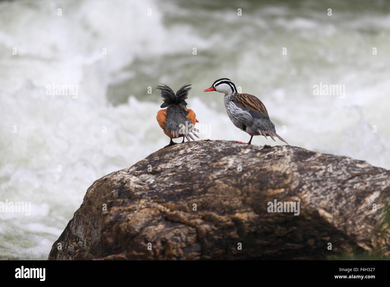 Torrent ducks merganetta armata hi-res stock photography and images - Alamy