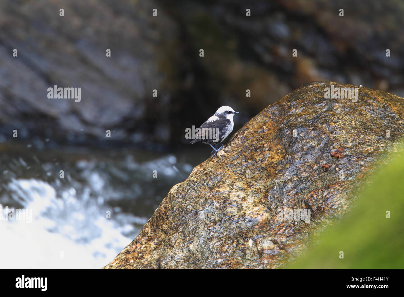 White-capped Dipper (Cinclus leucocephalus) in Andes, Ecuador Stock ...