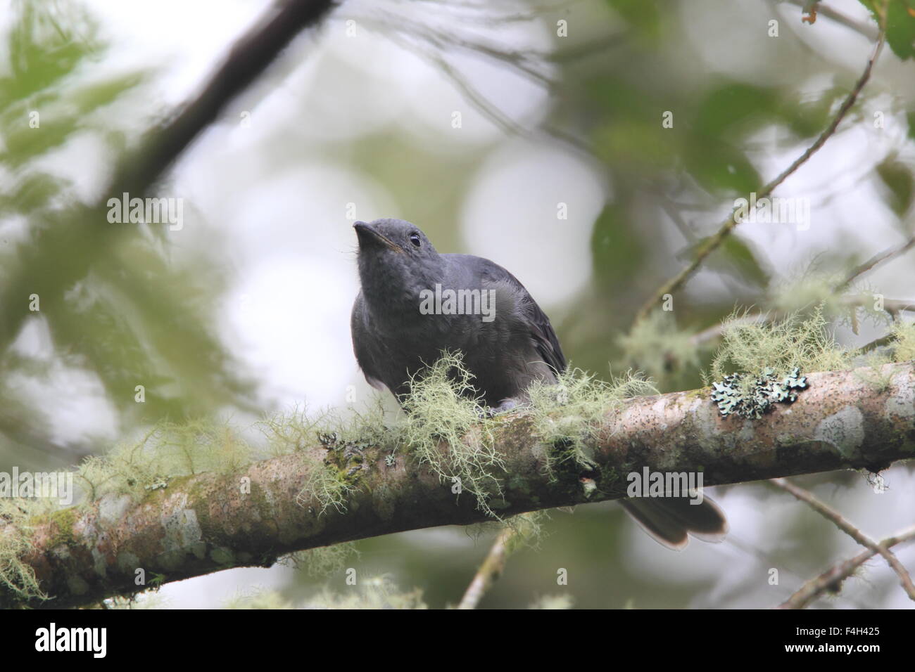 Dusky Piha (Lipaugus fuscocinereus) in Ecuador Stock Photo - Alamy