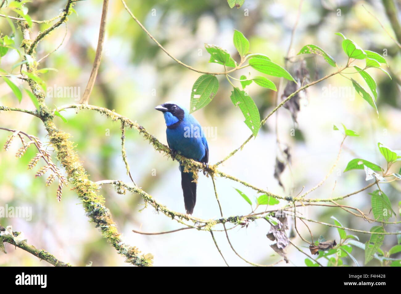 Turquoise Jay (Cyanolyca Turcosa) in Andes,Ecuador Stock Photo - Alamy