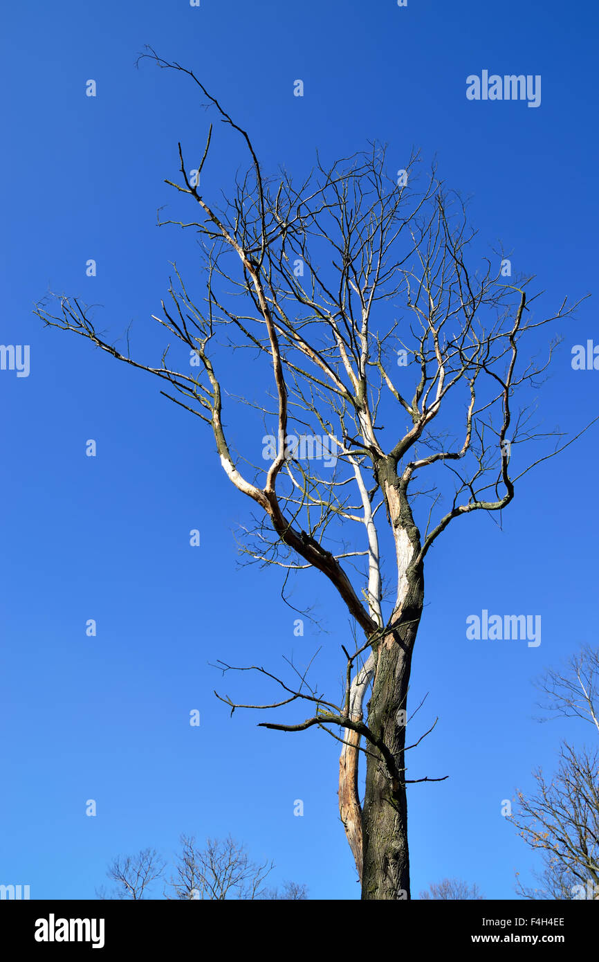 Withered tree closeup against the blue sky Stock Photo - Alamy