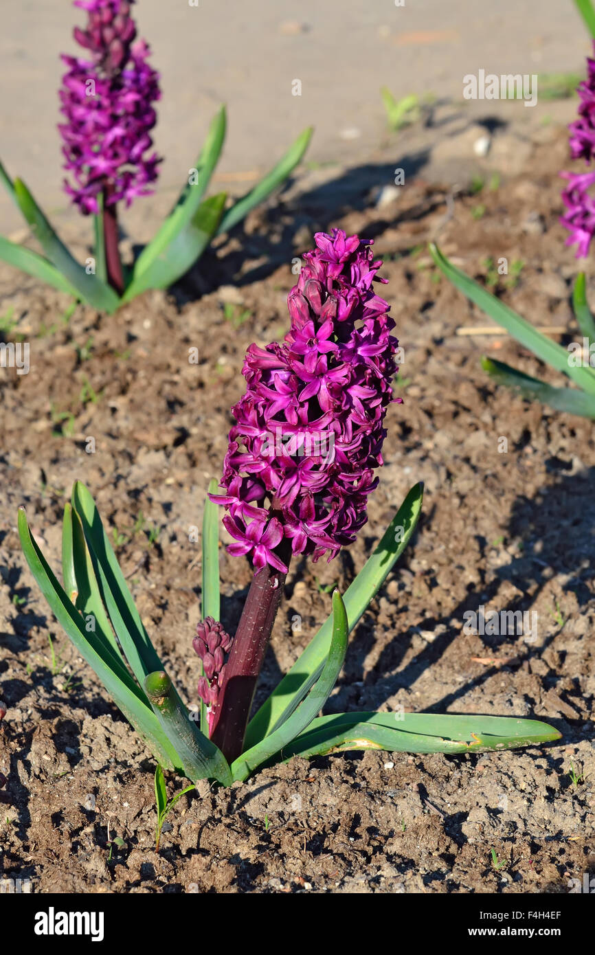 Beautiful purple hyacinth flower closeup. Spring nature background ...