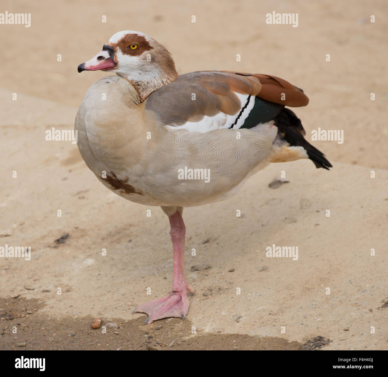 Egyptian goose california hi-res stock photography and images - Alamy