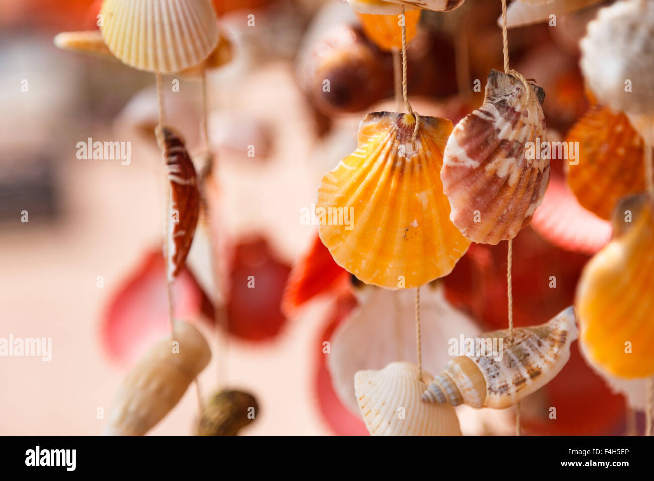 Cape verde sea snail hi-res stock photography and images - Alamy