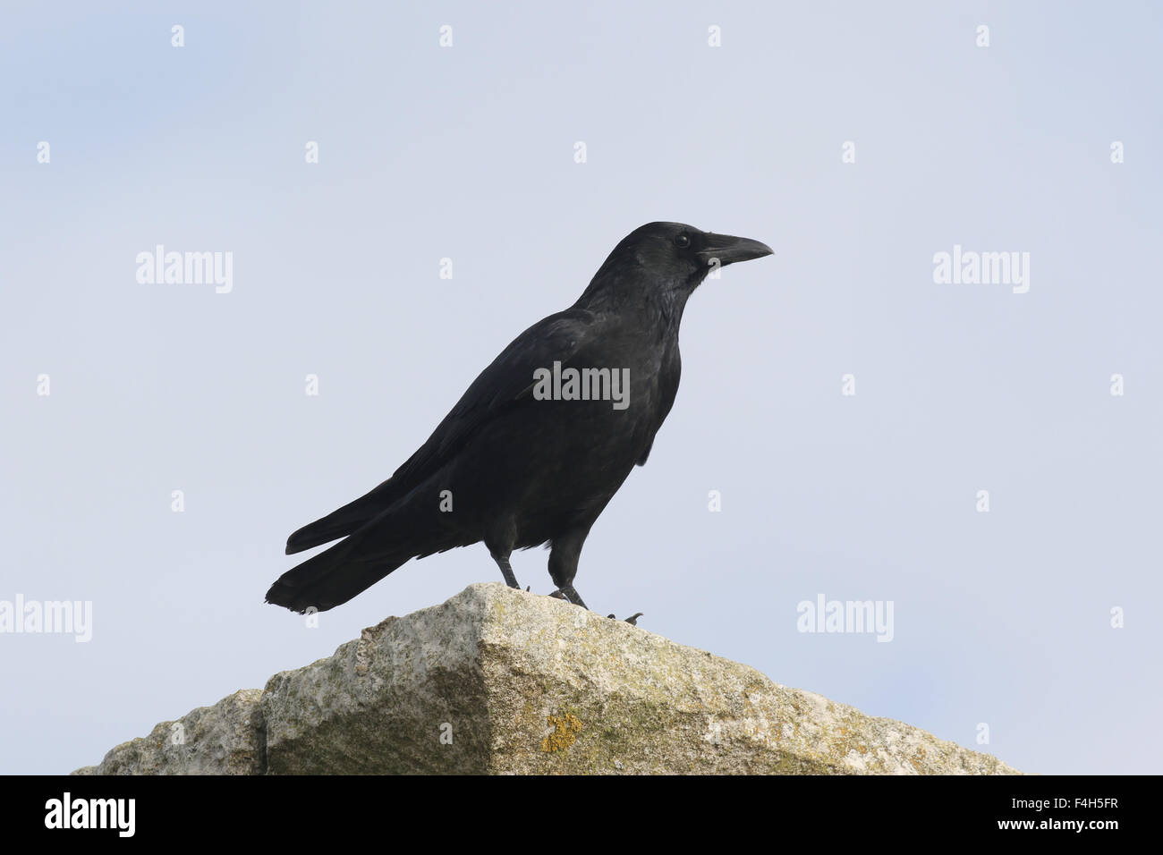 Carrion Crow standing on pillar Stock Photo - Alamy