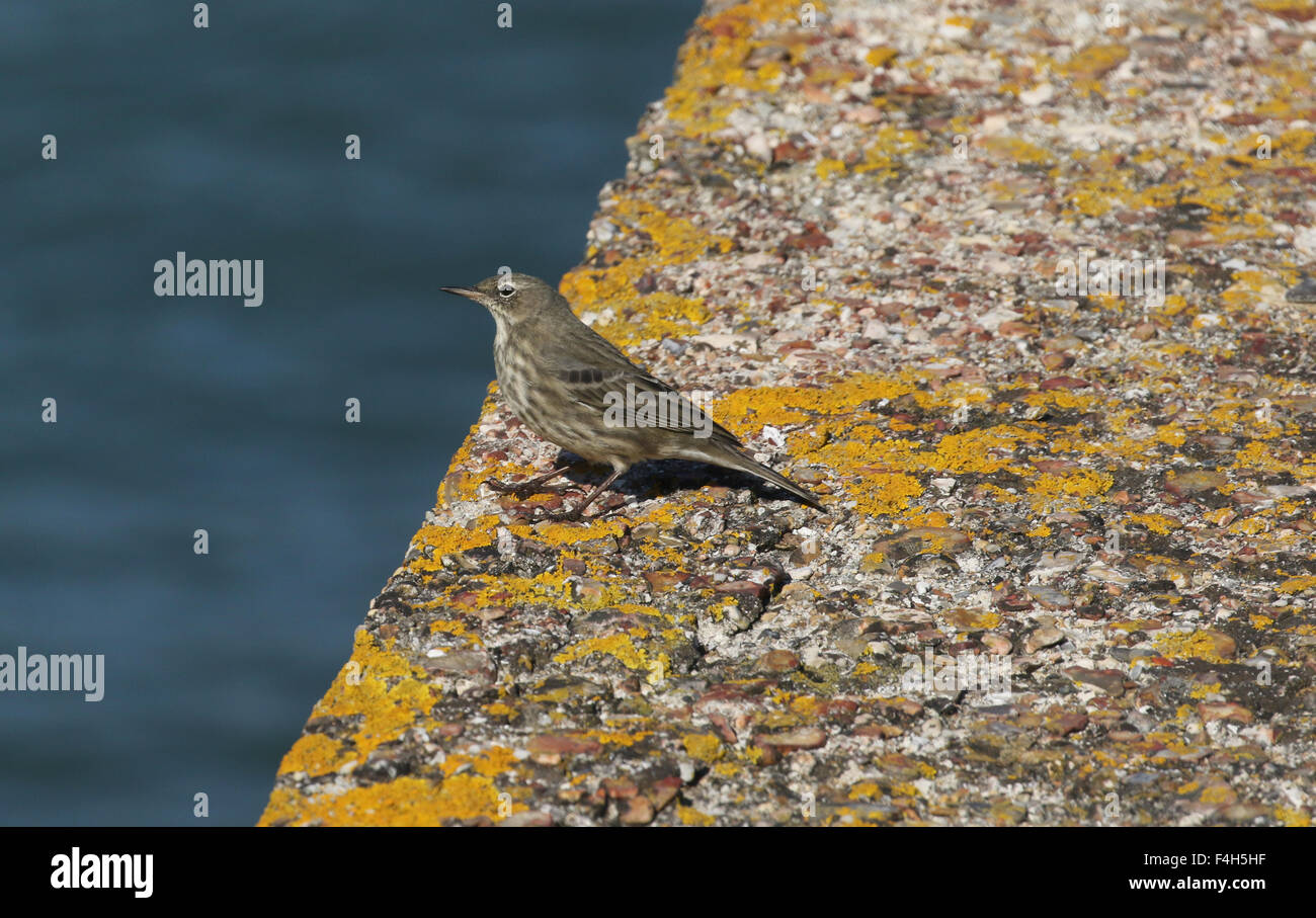 Rock Pipit on pier Stock Photo - Alamy