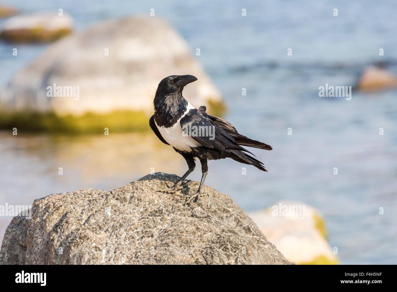 Malawian wildlife: black and white pied crow (Corvus albus) standing ...