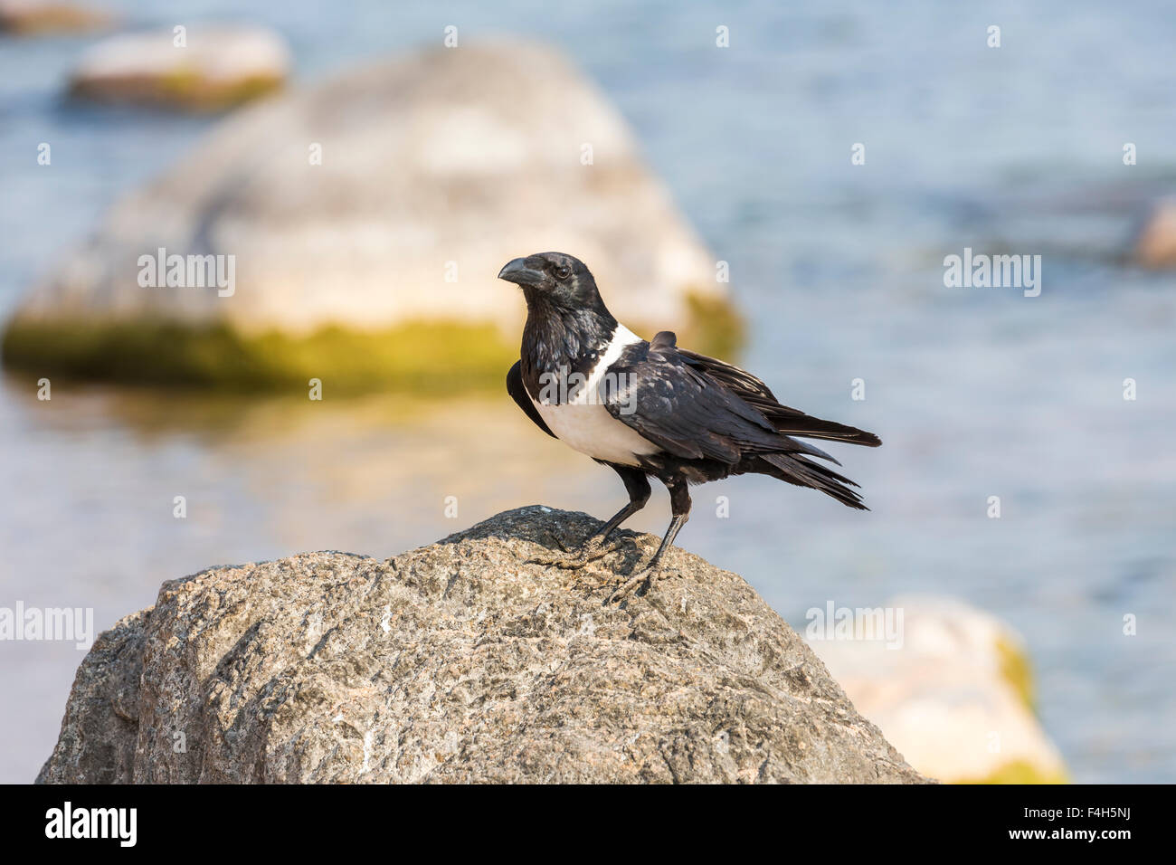 Malawian wildlife: black and white pied crow (Corvus albus) standing ...