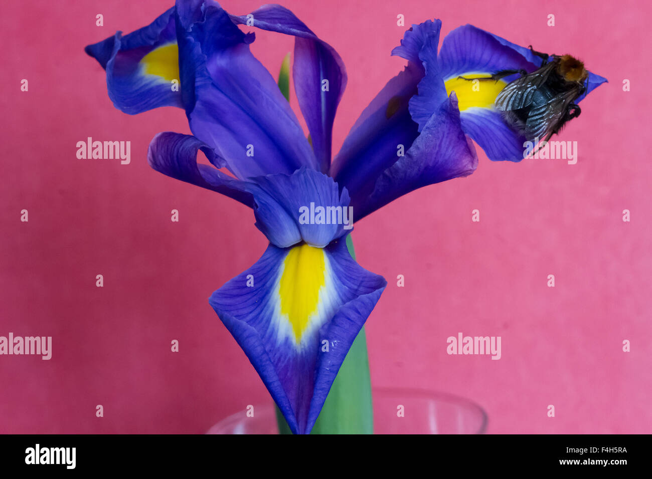 Resplendent hi-res stock photography and images - Alamy