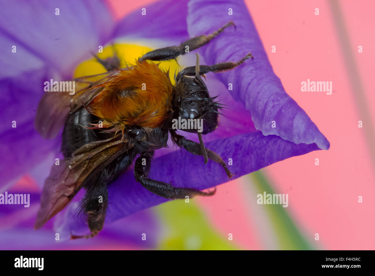 I spy you Stock Photo - Alamy