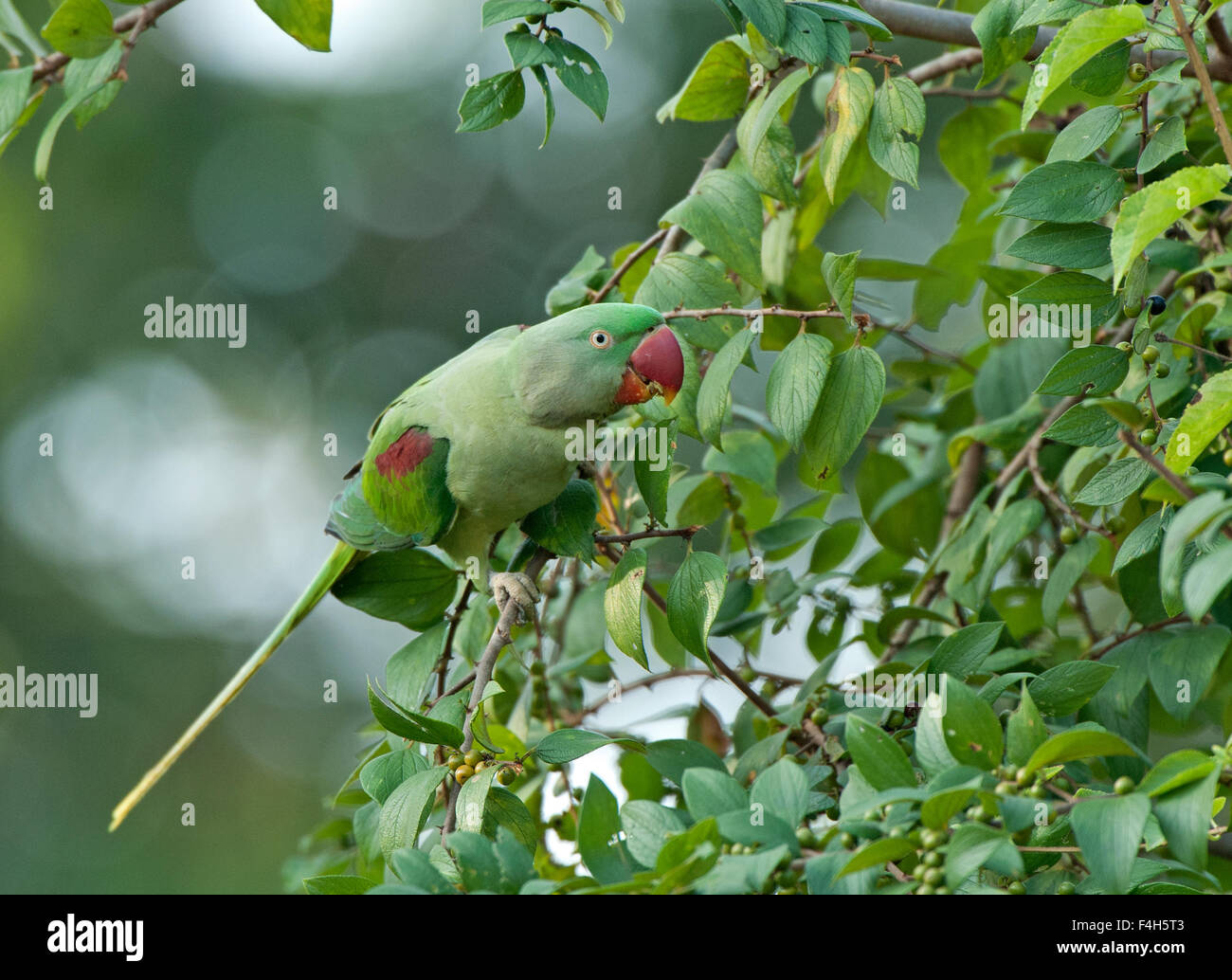 Alexandrine park hi-res stock photography and images - Alamy