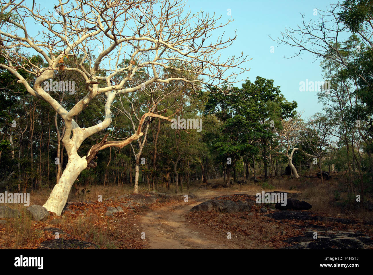 Pench hi-res stock photography and images - Alamy