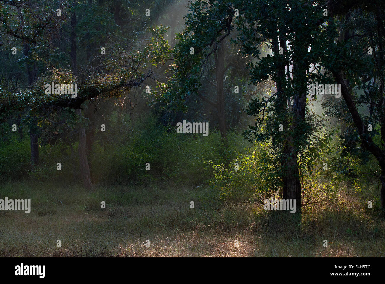 The image was taken in Pench national park, India Stock Photo - Alamy