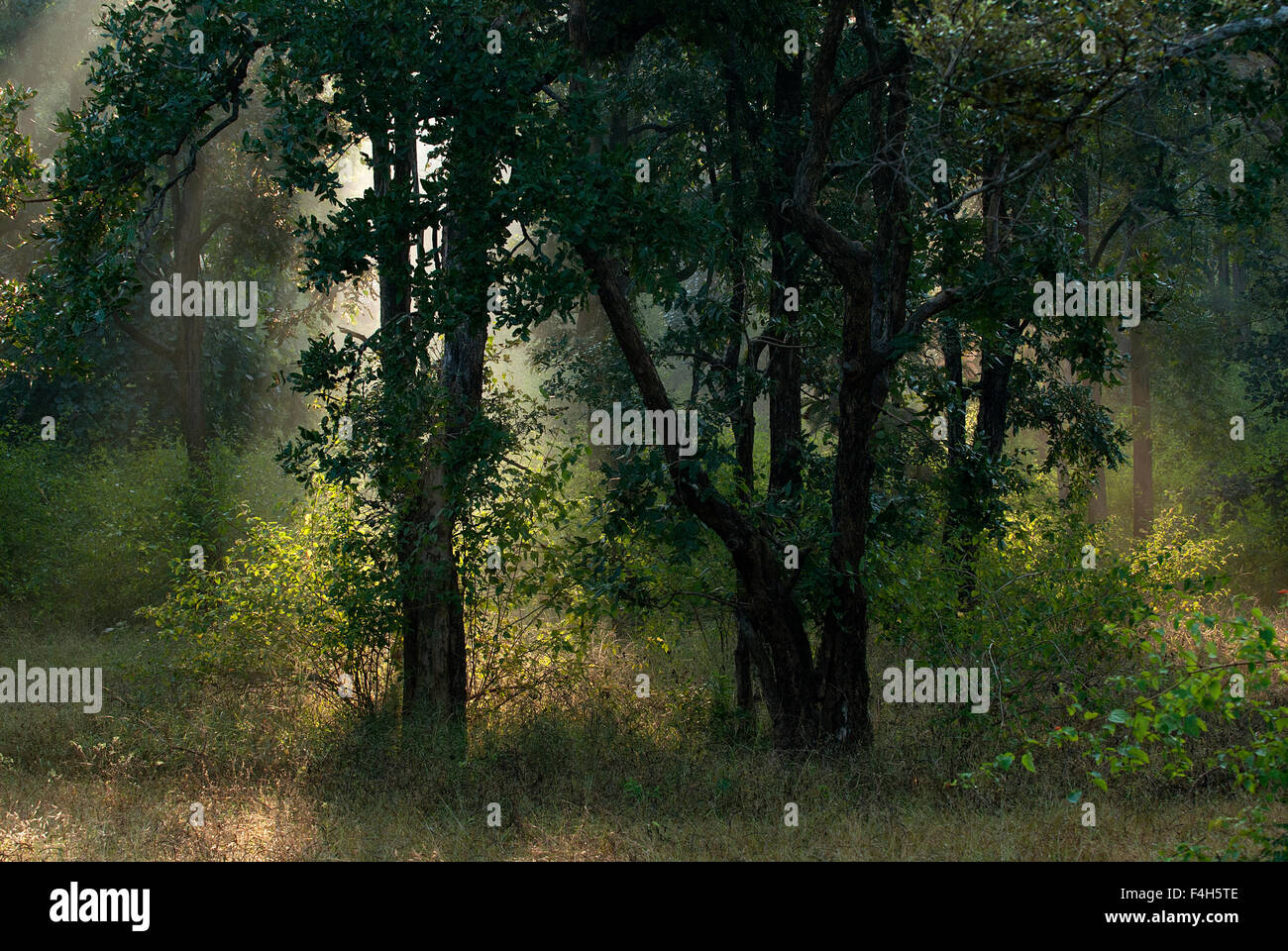 The image was taken in Pench national park, India Stock Photo - Alamy
