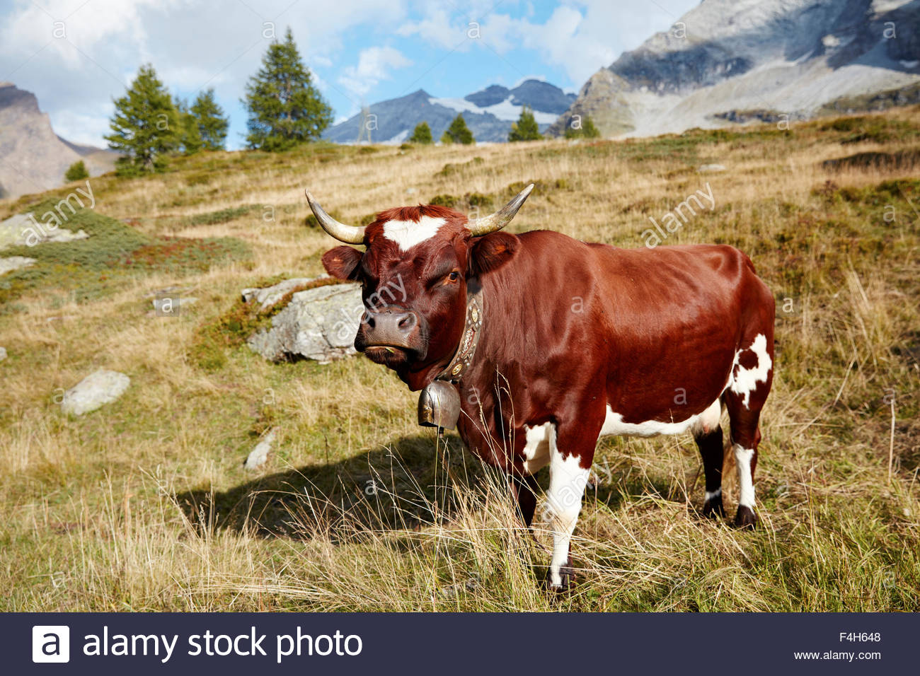 Evolene Stock Photos & Evolene Stock Images - Alamy